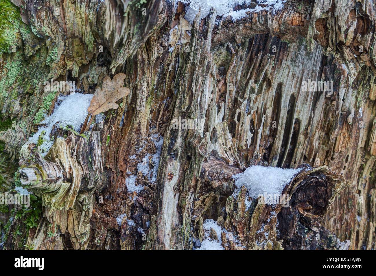 This old, rotten tree stump in the forest looks like a landscape from a ...