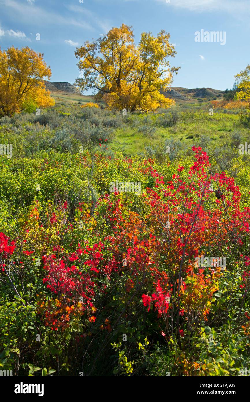 Box elder along Wind Canyon Trail, Theodore Roosevelt National Park ...