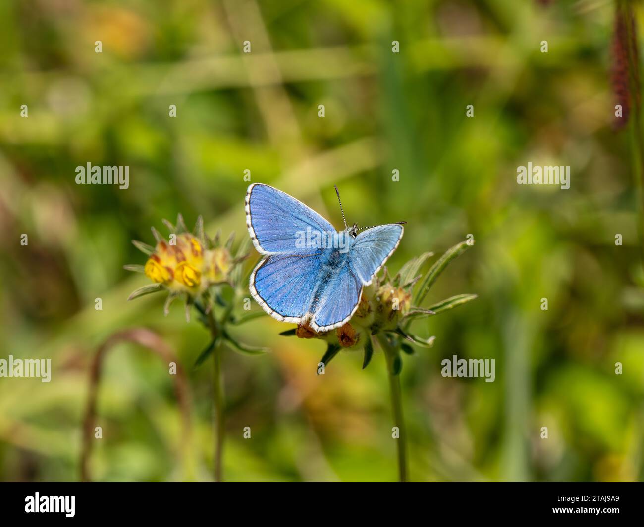 Adonis Blue Butterfly. Wings Open Stock Photo - Alamy