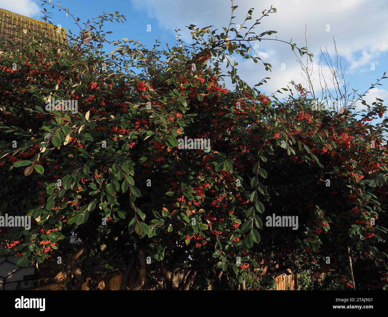 Sheerness, Kent, UK. 1st Dec, 2023. UK Weather: an old 'wive's tale ...