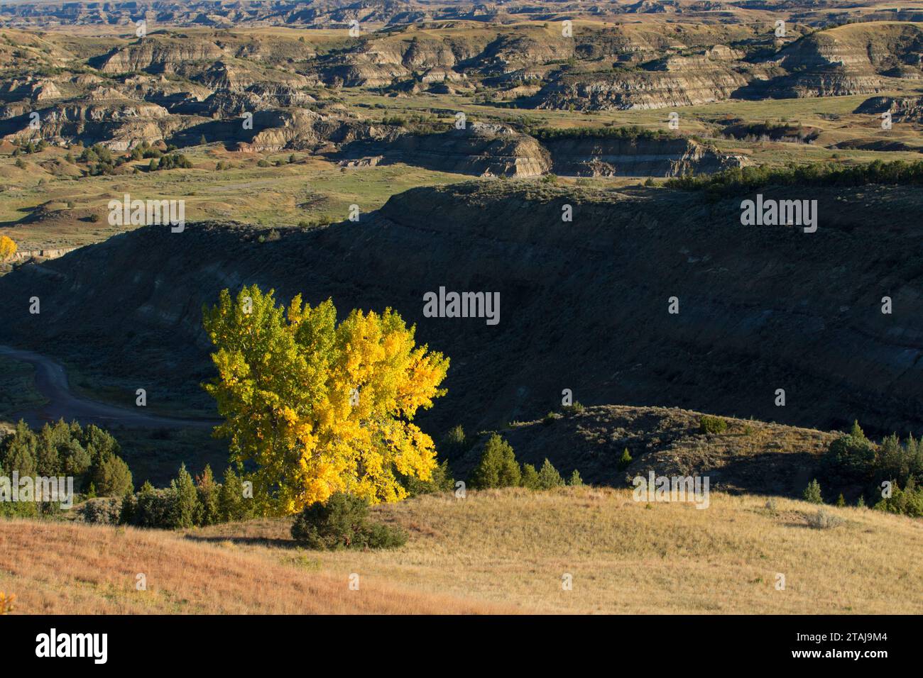Autumn cottonwood from Buck Hill, Theodore Roosevelt National Park ...