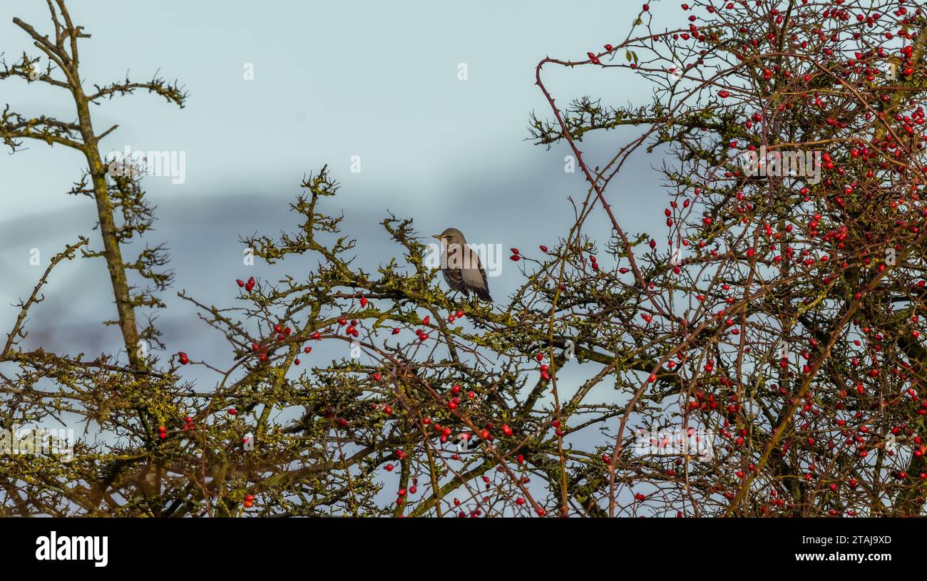 Field fare hi-res stock photography and images - Alamy