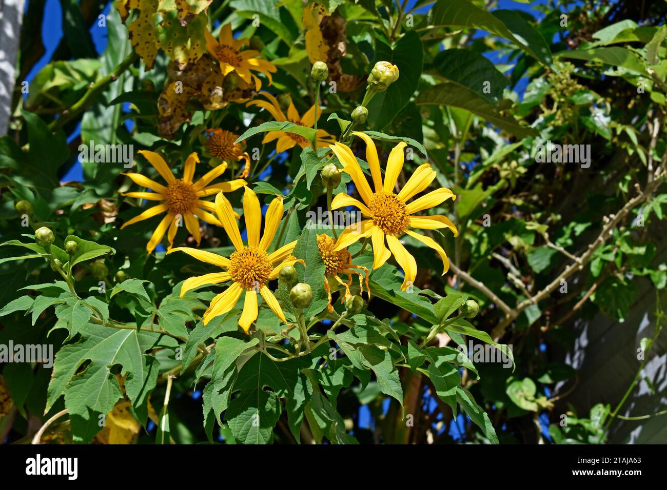 Mexican sunflower or tree marigold (Tithonia diversifolia) on garden in ...