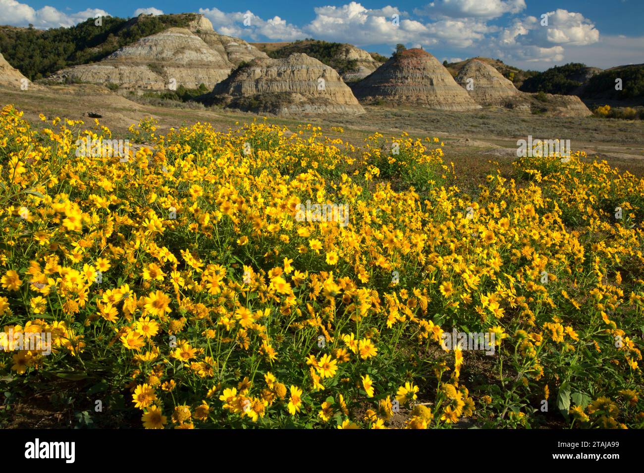 Badlands with sunflowers near Old East Entrance Station, Theodore ...