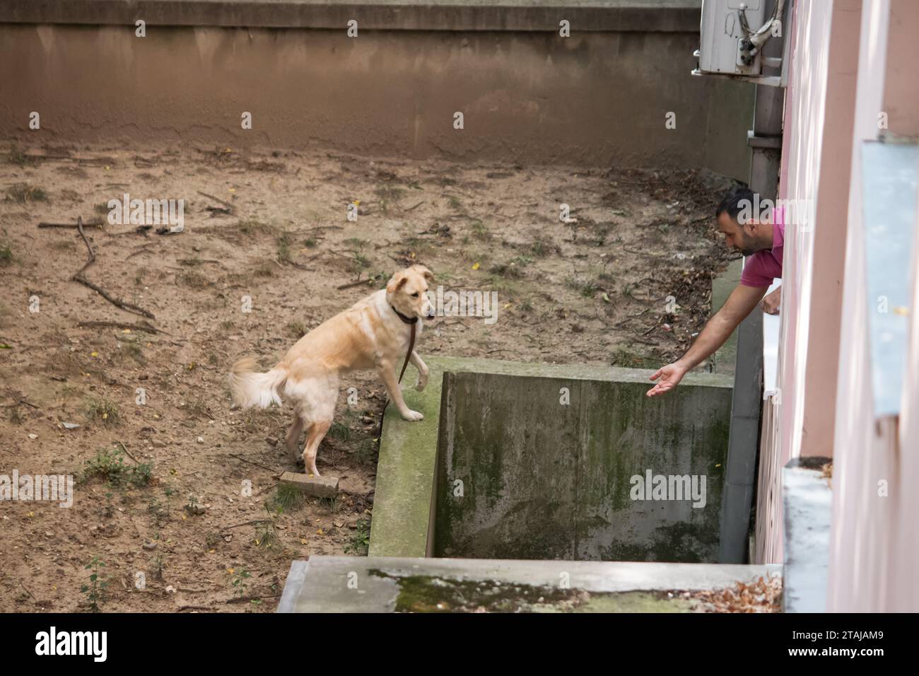 The owner feeding his dog from apartment window Stock Photo - Alamy