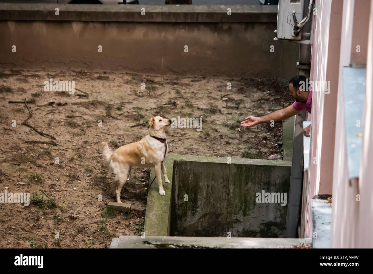 The owner feeding his dog from apartment window Stock Photo - Alamy