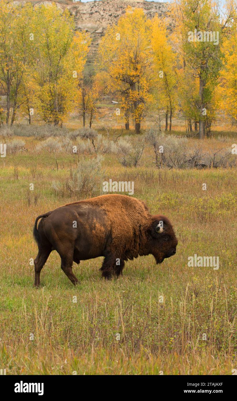 Bison, Theodore Roosevelt National Park-South Unit, North Dakota Stock ...