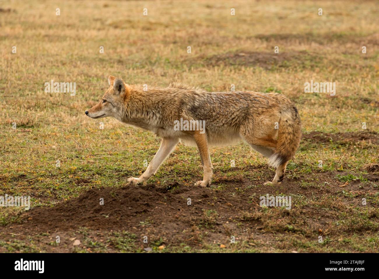 Coyote, Theodore Roosevelt National Park-South Unit, North Dakota Stock ...