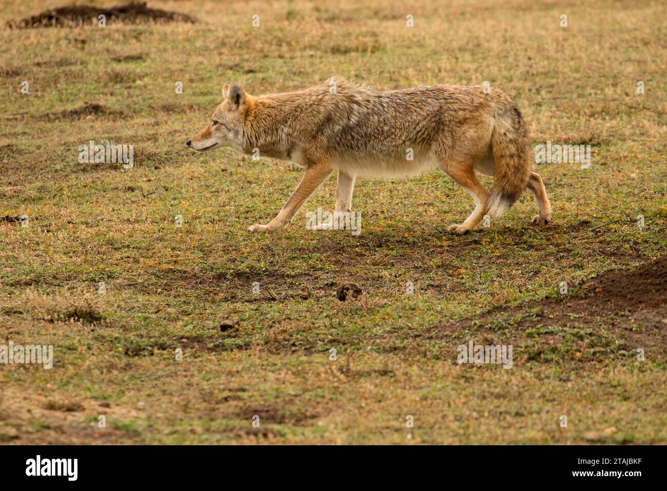 Coyote, Theodore Roosevelt National Park-South Unit, North Dakota Stock ...