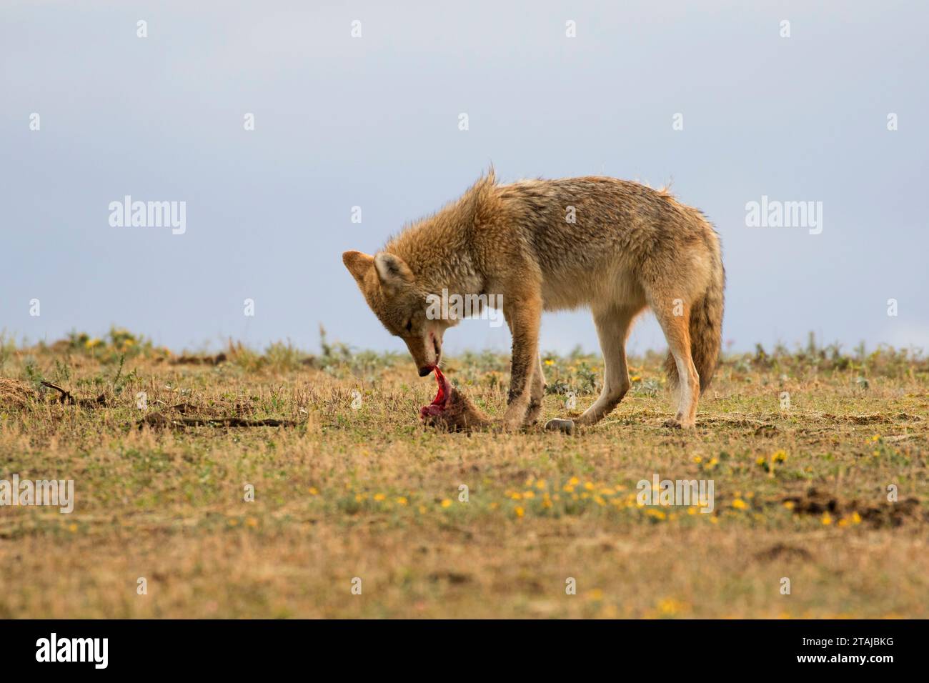 Coyote, Theodore Roosevelt National Park-South Unit, North Dakota Stock ...