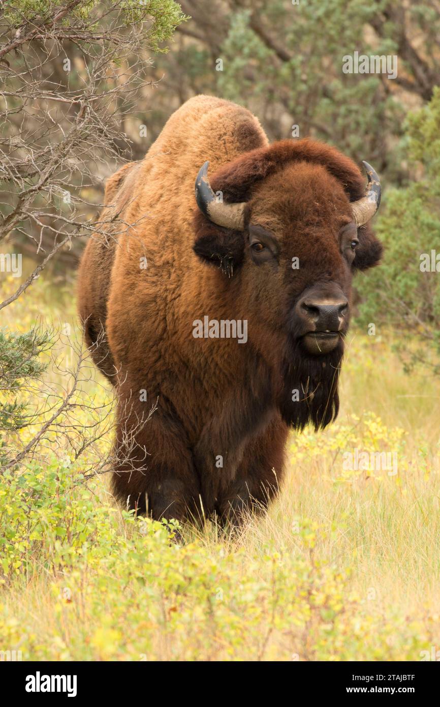 Bison, Theodore Roosevelt National Park-North Unit, North Dakota Stock ...