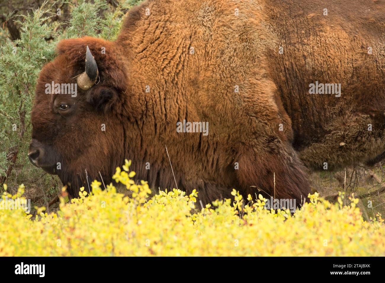 Bison, Theodore Roosevelt National Park-North Unit, North Dakota Stock ...