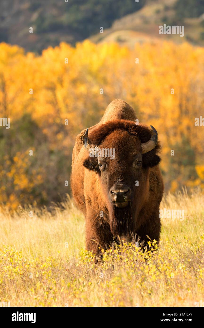 Bison, Theodore Roosevelt National Park-North Unit, North Dakota Stock ...