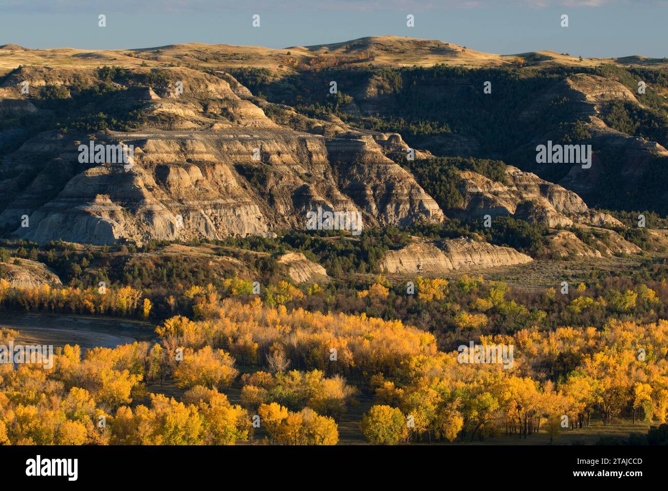 Little Missouri River cottonwoods from Oxbow Overlook, Theodore ...