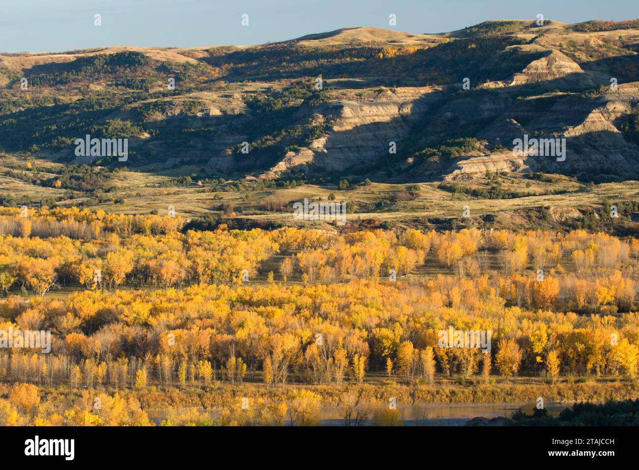 Little Missouri River cottonwoods from Oxbow Overlook, Theodore ...