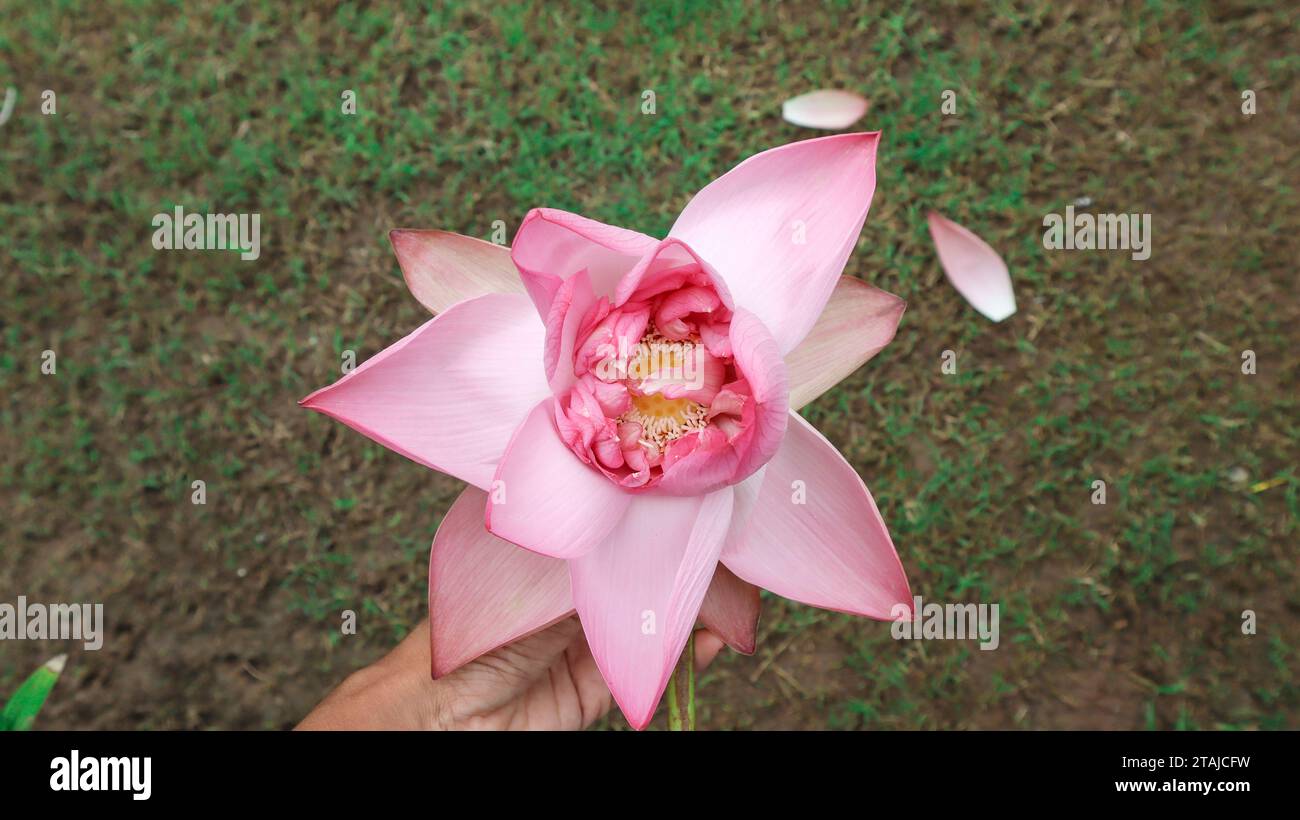 Fresh light pink lotus blooming, green grass background. Lotus is sacre ...