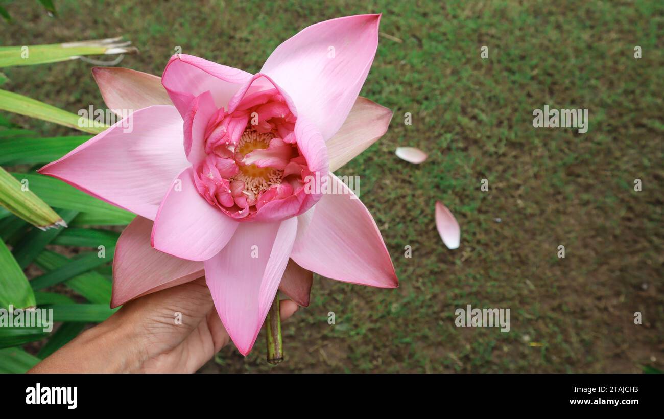 Lotus kamal hi-res stock photography and images - Alamy