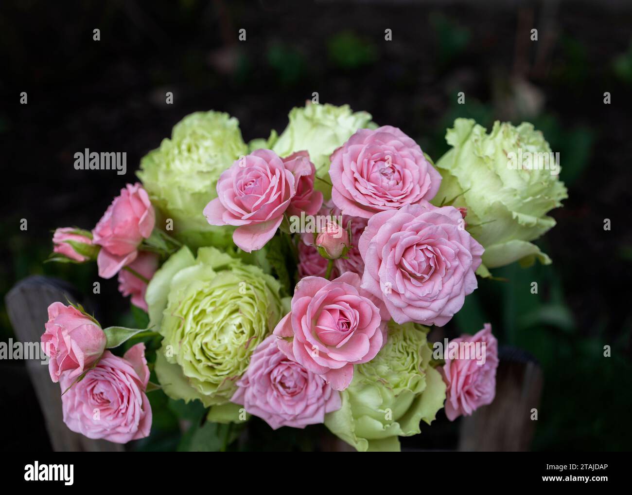 Bouquet of beautiful fresh pink and green roses close up. Mother's Day ...