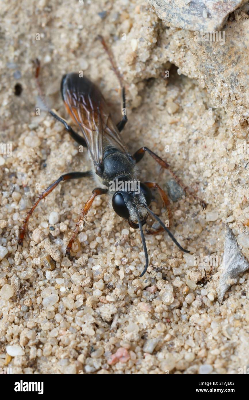 Golden digger wasps hi-res stock photography and images - Alamy