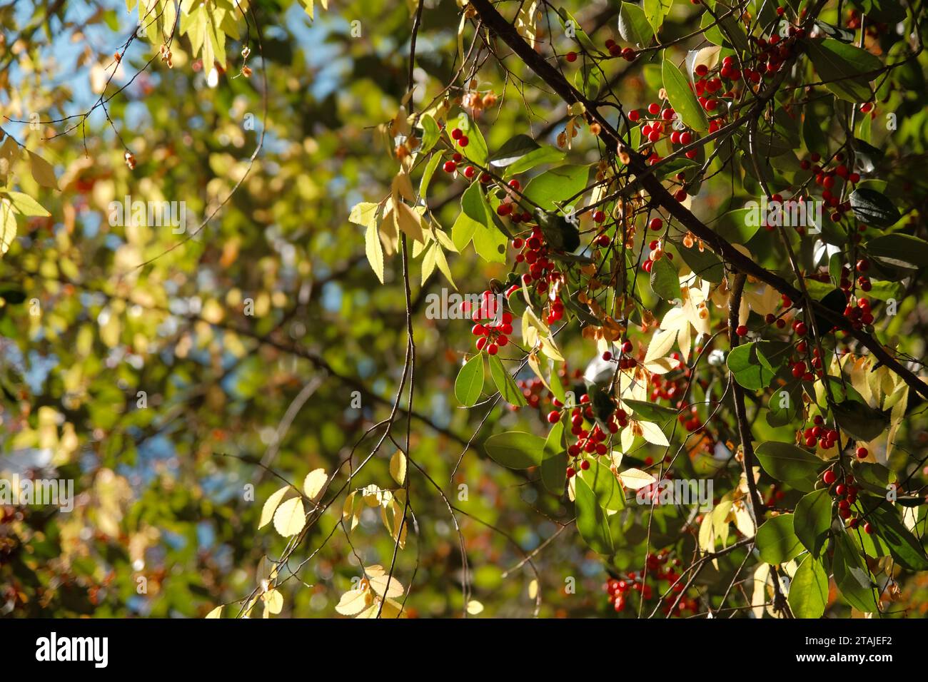 Red berries grow on tree in morning sun in Charlotte, NC Stock Photo ...