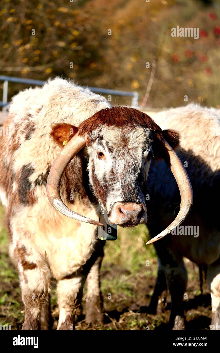 English Longhorn Cow Stock Photo - Alamy