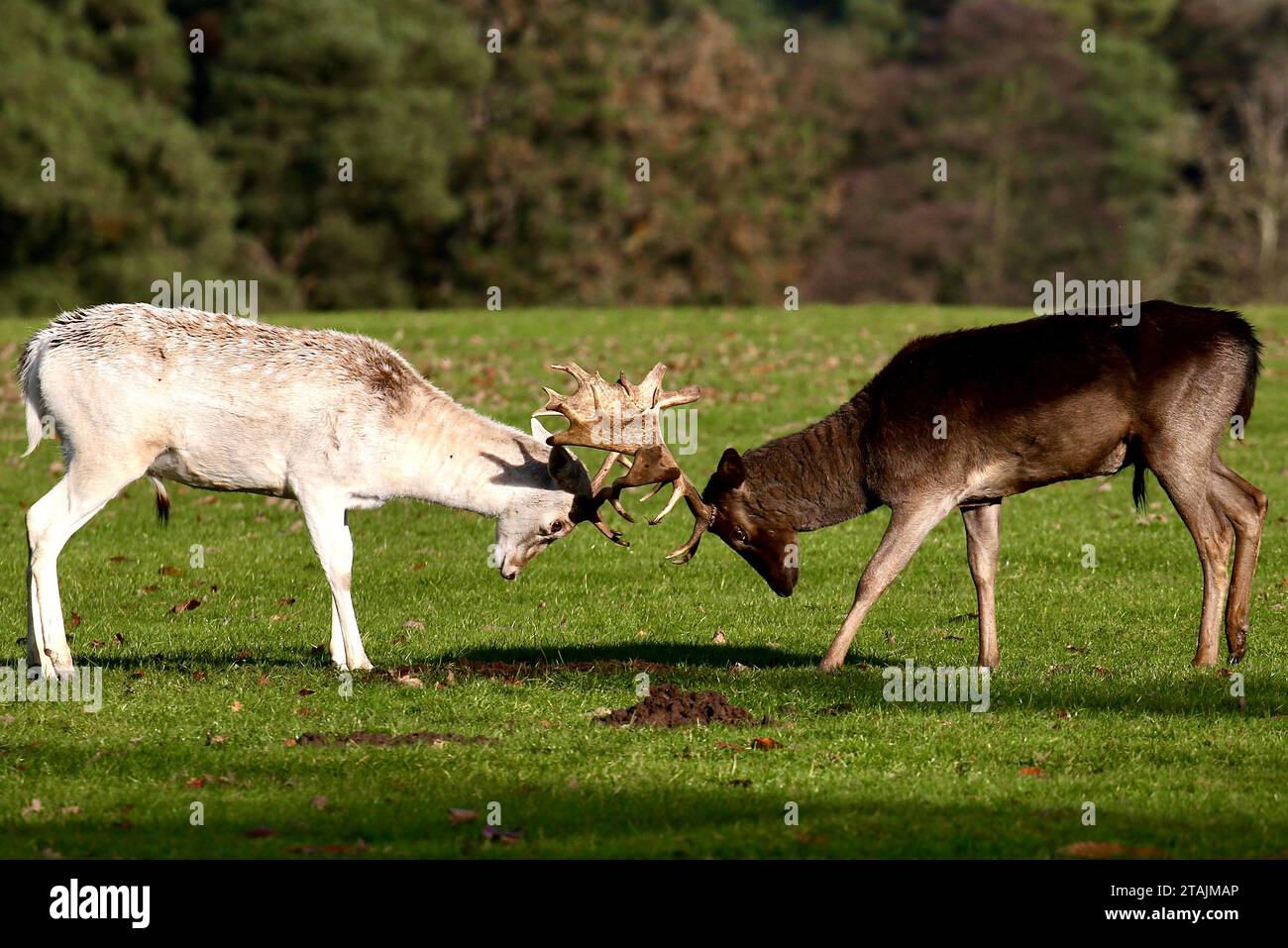 Rutting animals hi-res stock photography and images - Alamy