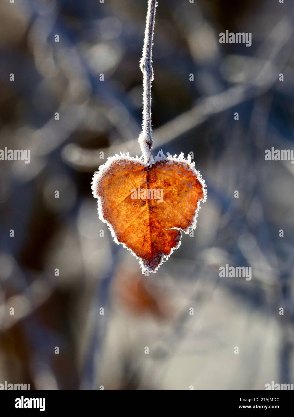 Single autumn leaf hi-res stock photography and images - Alamy