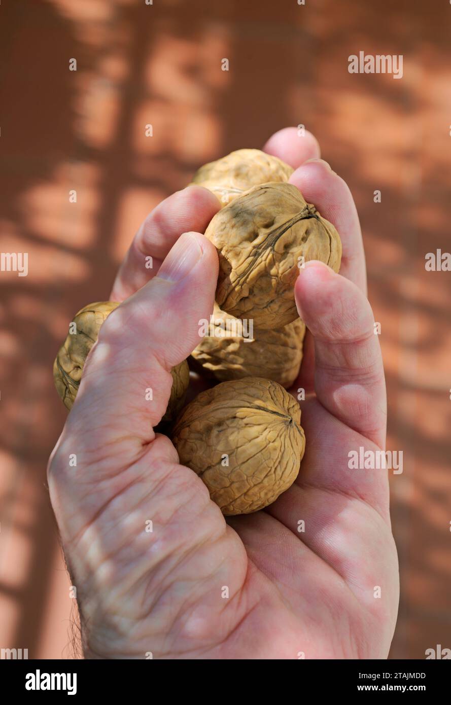 Hand holding nuts hi-res stock photography and images - Alamy