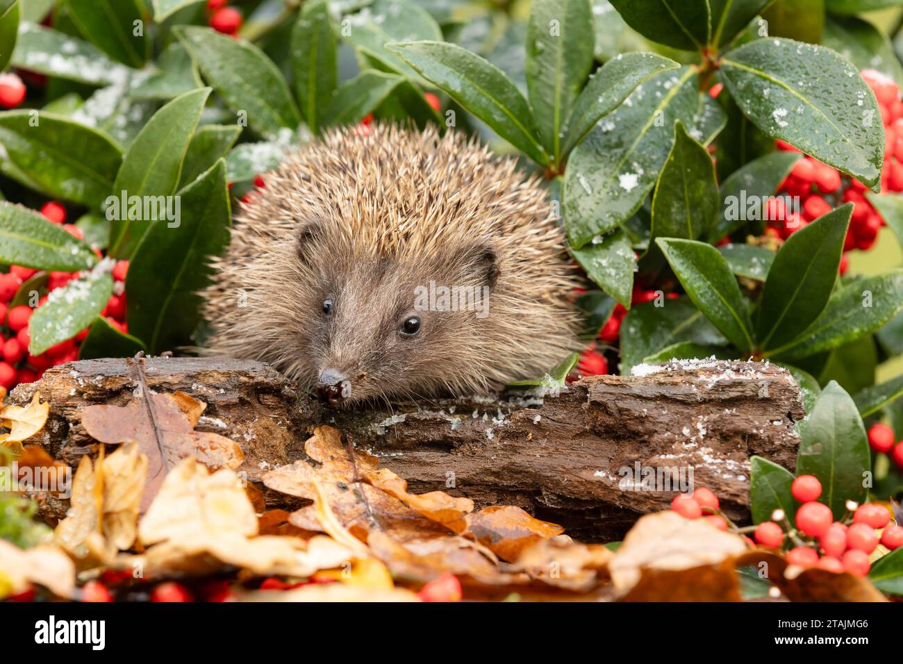 Hedgehog, Scientific name: Erinaceus Europaeus. Close up of a wild ...