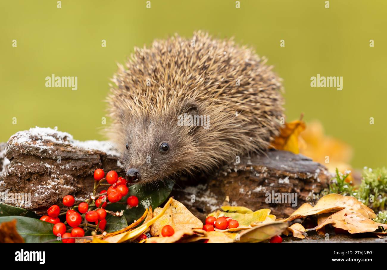 Hedgehog, Scientific name: Erinaceus Europaeus. Close up of a wild ...