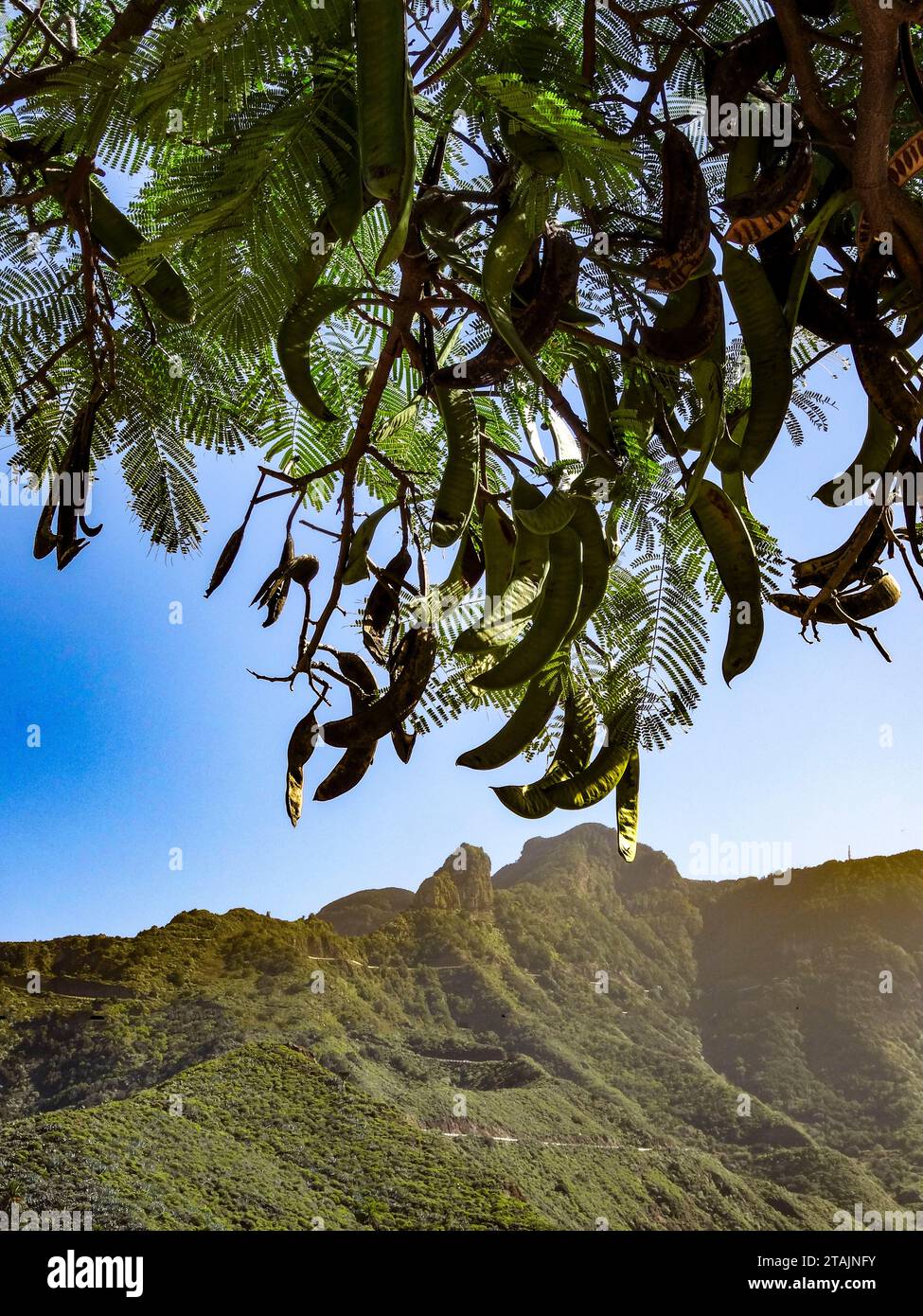Carob Tree with pods and foliage. Natural intimate useful ornamental ...