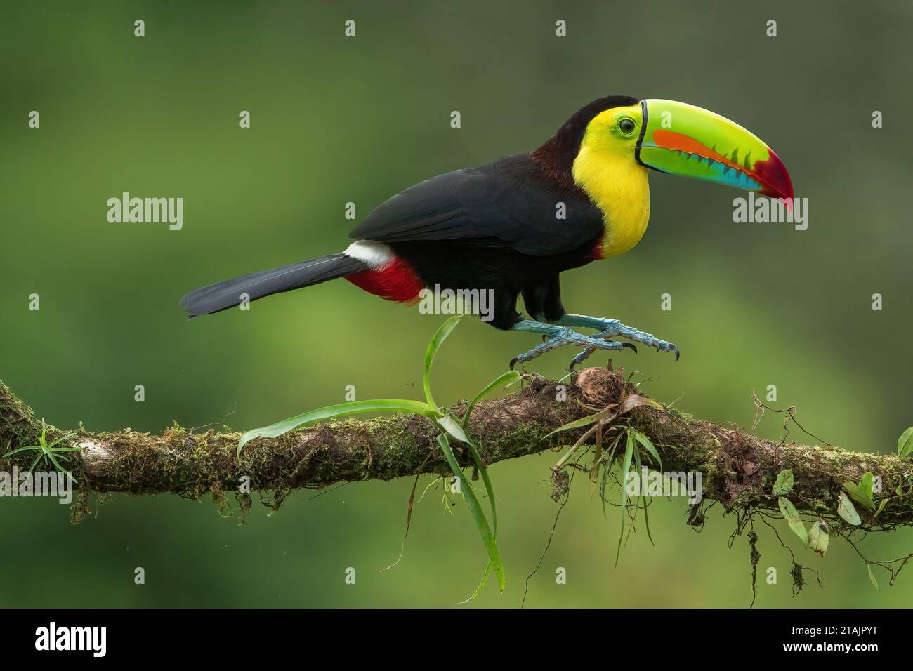 Costa rica forest toucan hi-res stock photography and images - Alamy