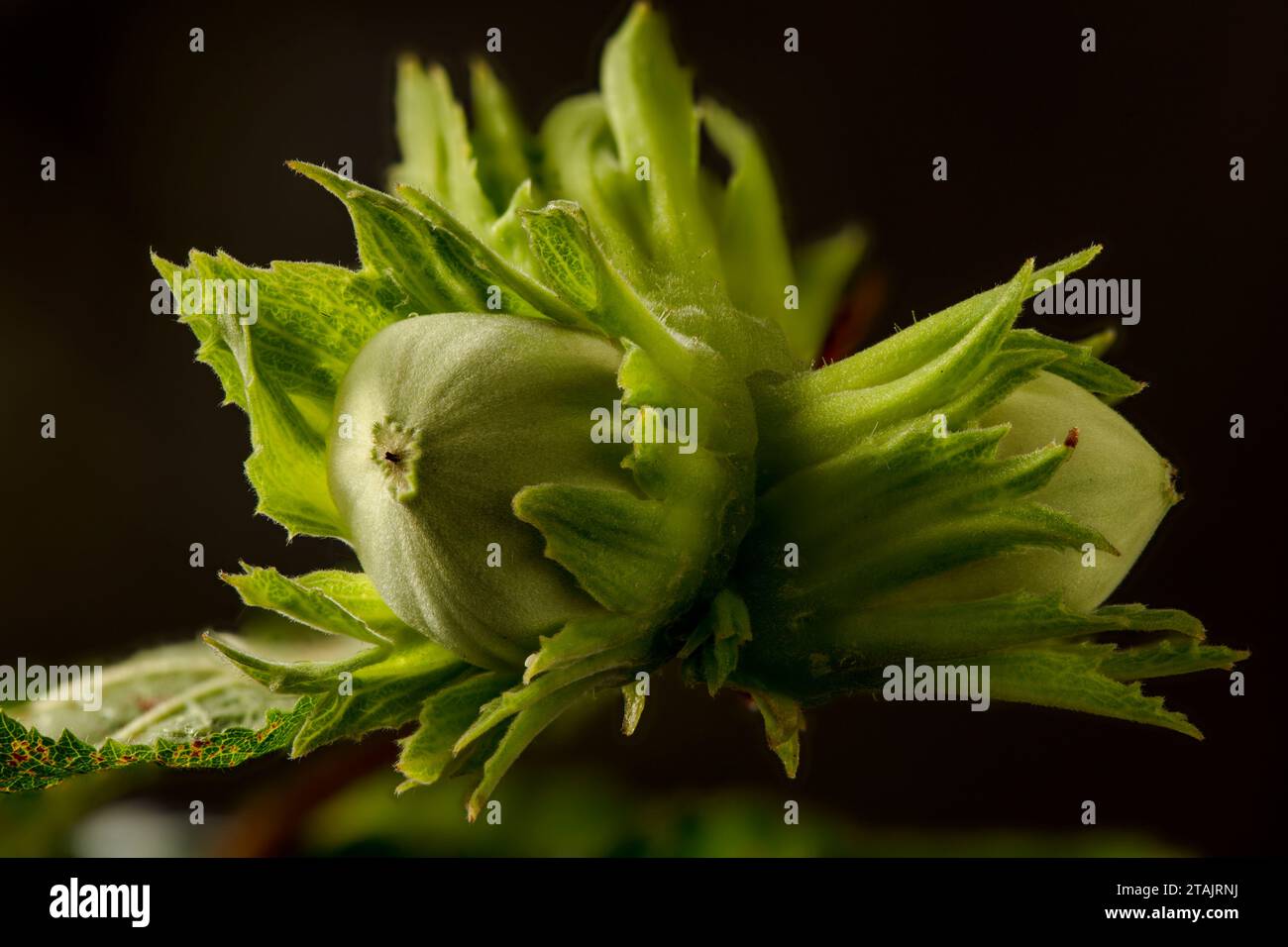 Natural very close up food glamorous still life of Cob Nuts Stock Photo ...