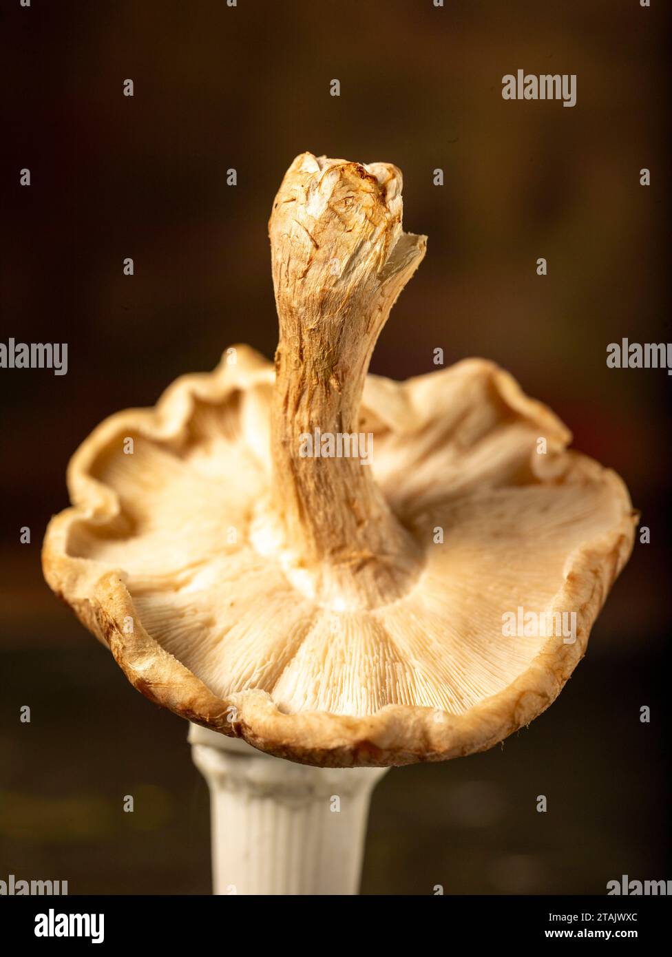 Close up food ingredient still life of Shiitake, Shitake Mushroom ...