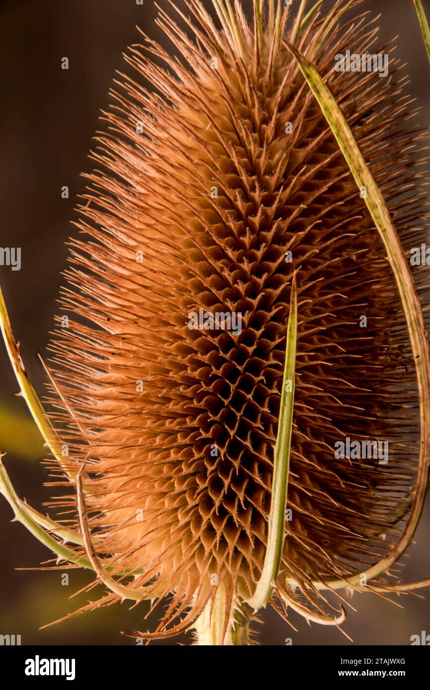 Crisp plant portrait of stately Teasel, Dipsacus, showing pattern and ...
