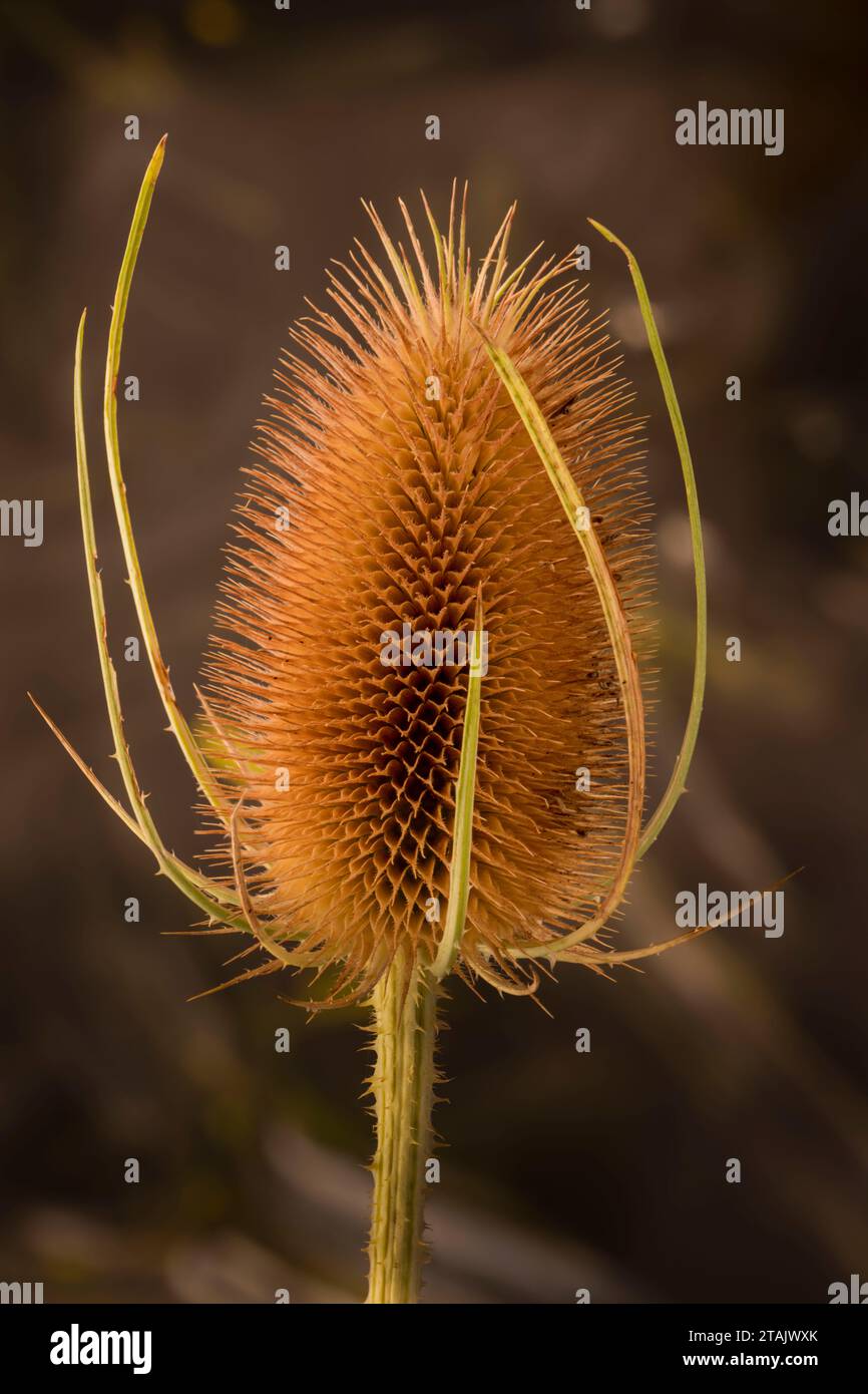 Crisp plant portrait of stately Teasel, Dipsacus, showing pattern and ...