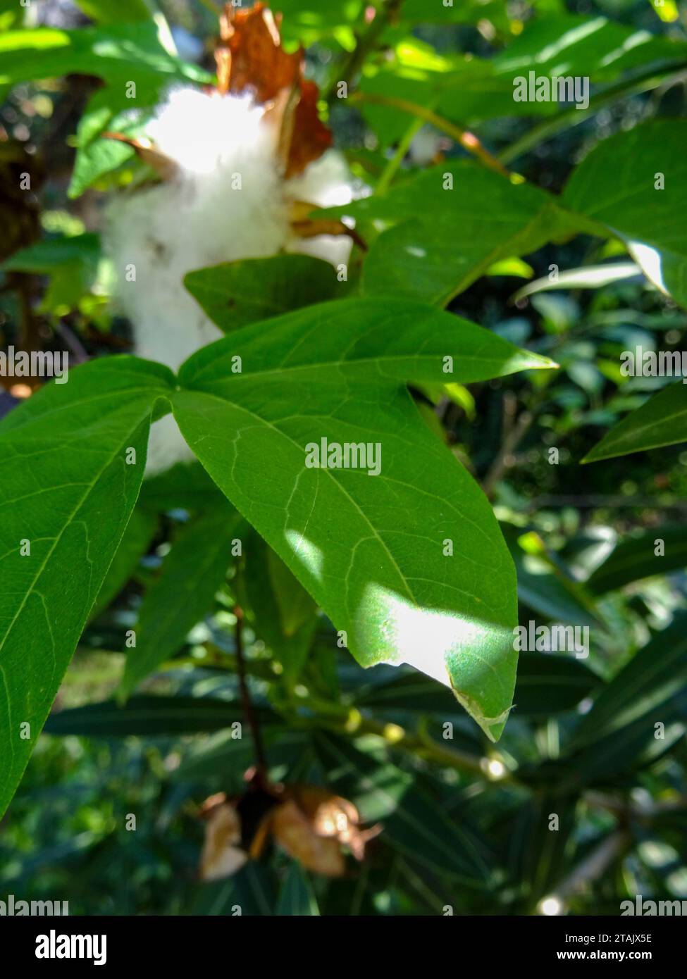 Natural close up flowering plant portrait of Algodon Cotton shrub Stock ...