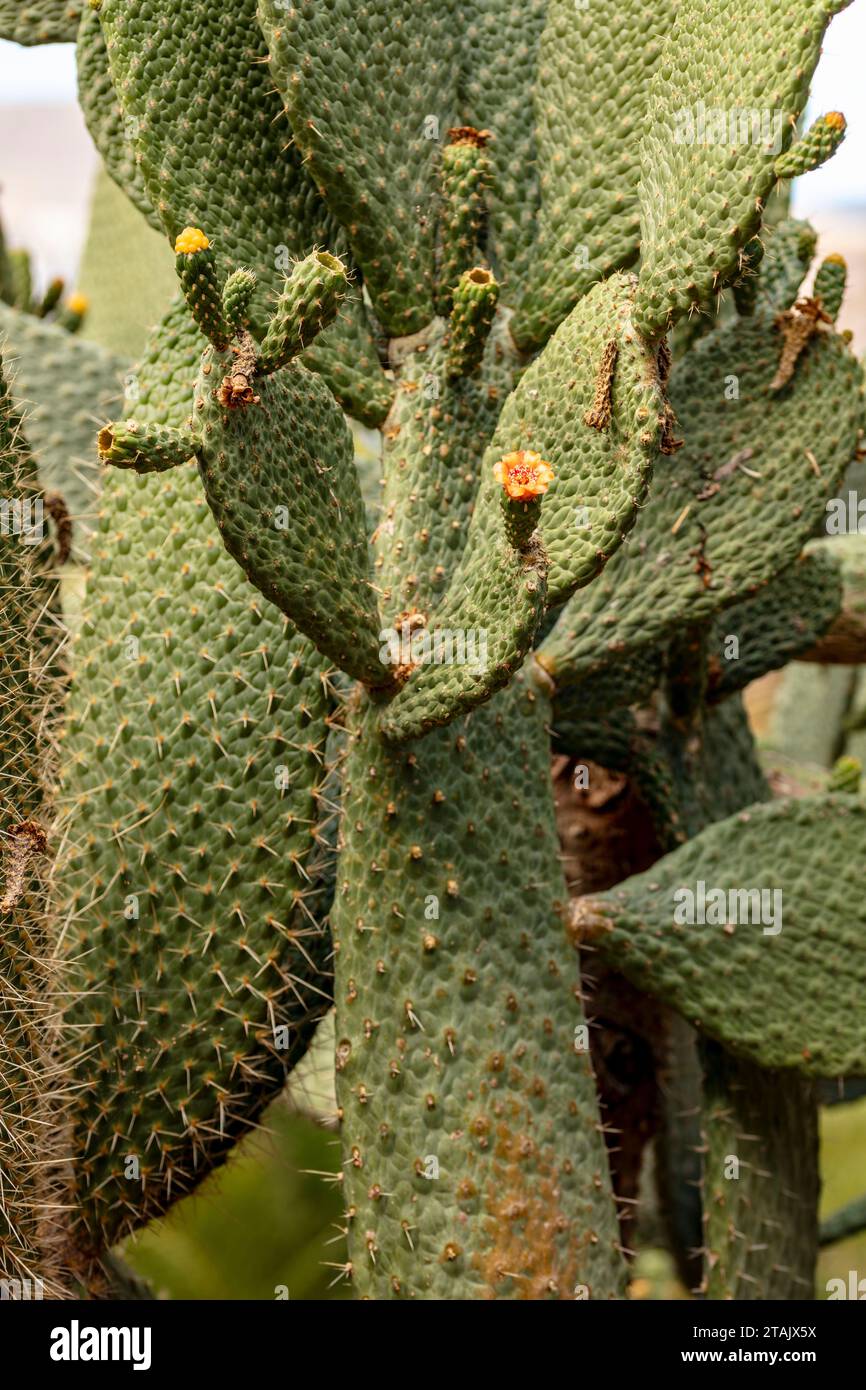 Consolea sp cactaceae hi-res stock photography and images - Alamy