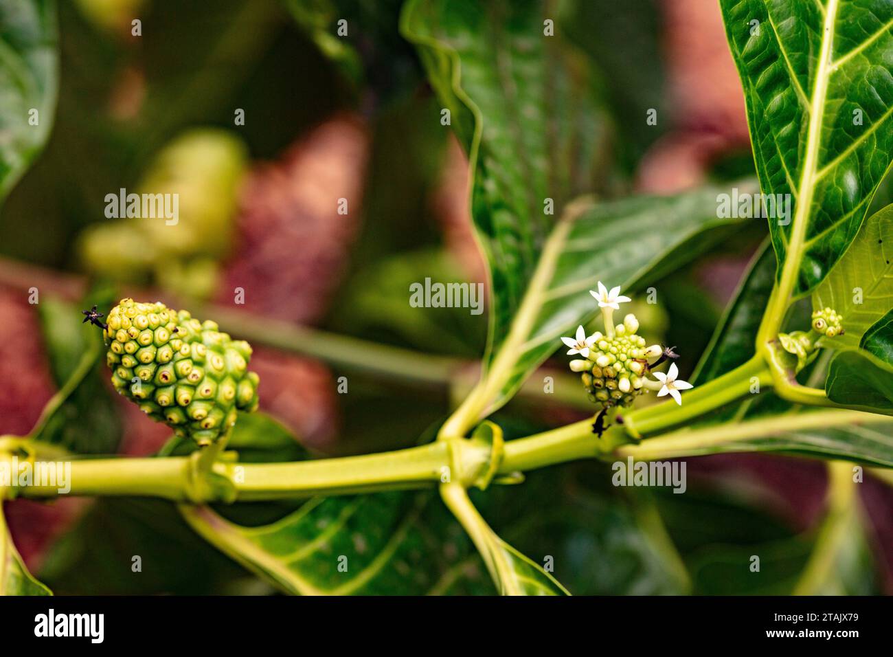 Morinda citrifolia var potteri hi-res stock photography and images - Alamy