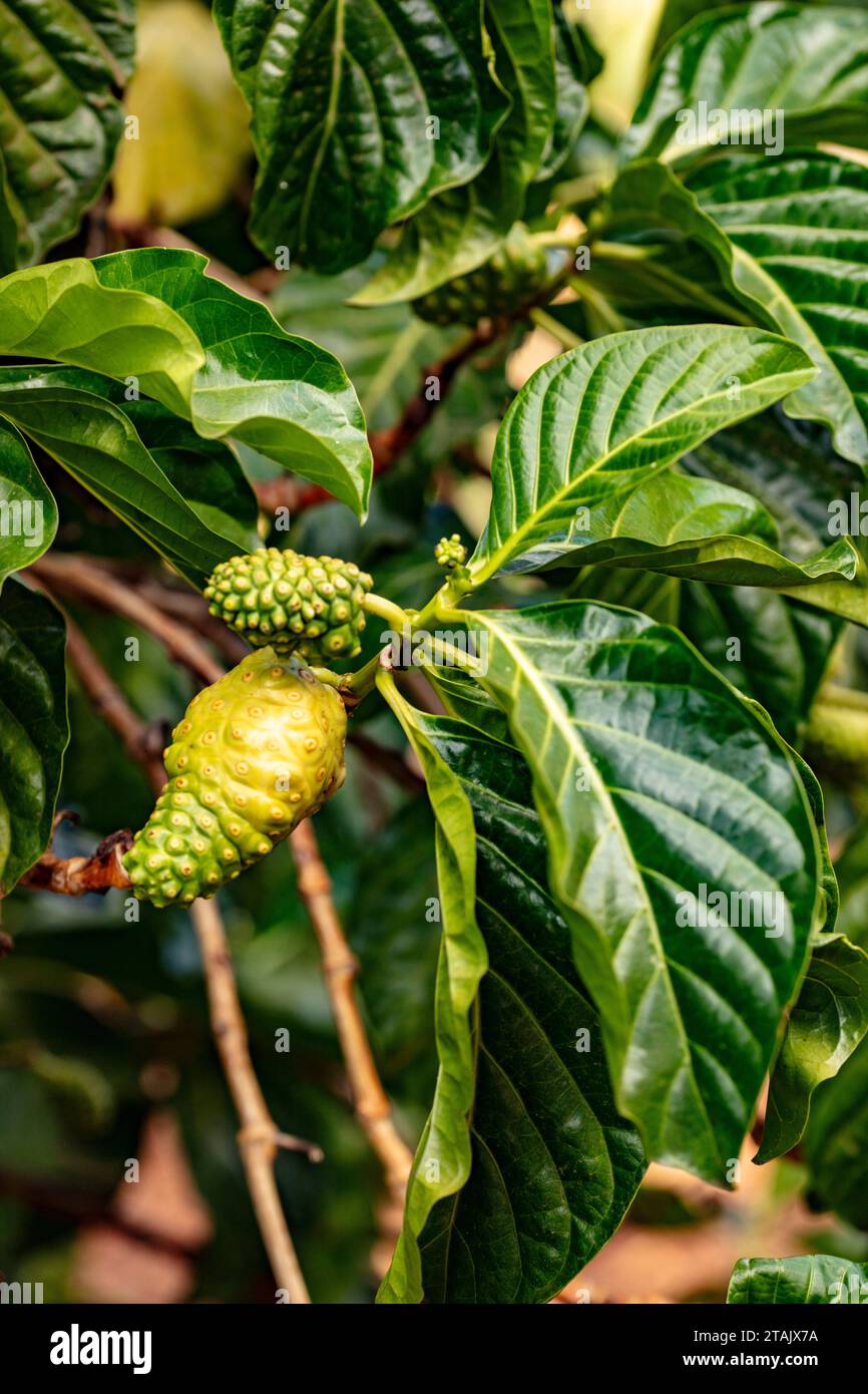 Natural close up flowering plant portrait of Morinda Citrifolia var ...