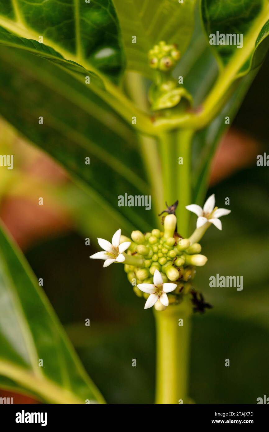 Morinda citrifolia var potteri hi-res stock photography and images - Alamy