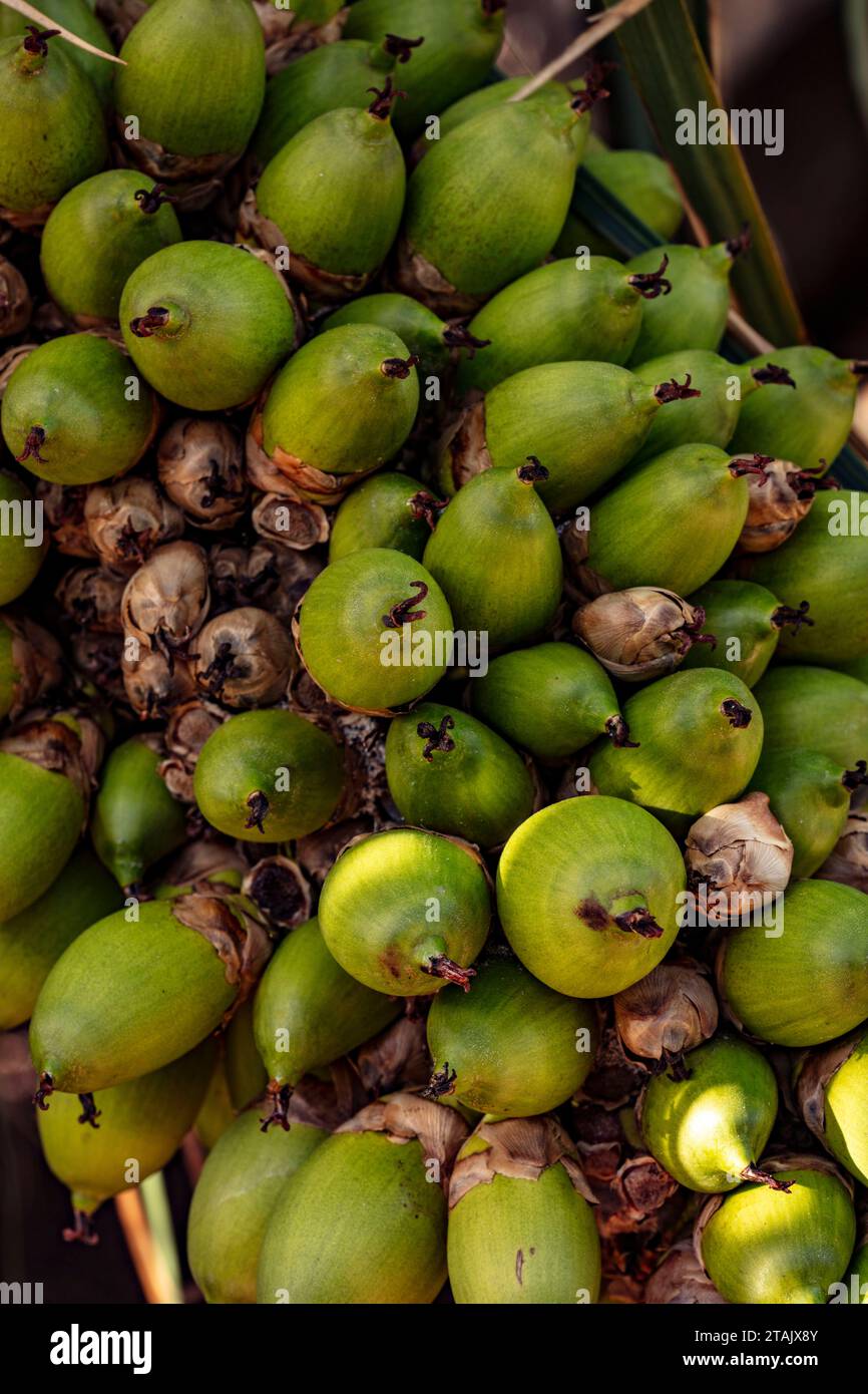 Natural very close up repetitive patterns ofAttalea phalerata, palm ...