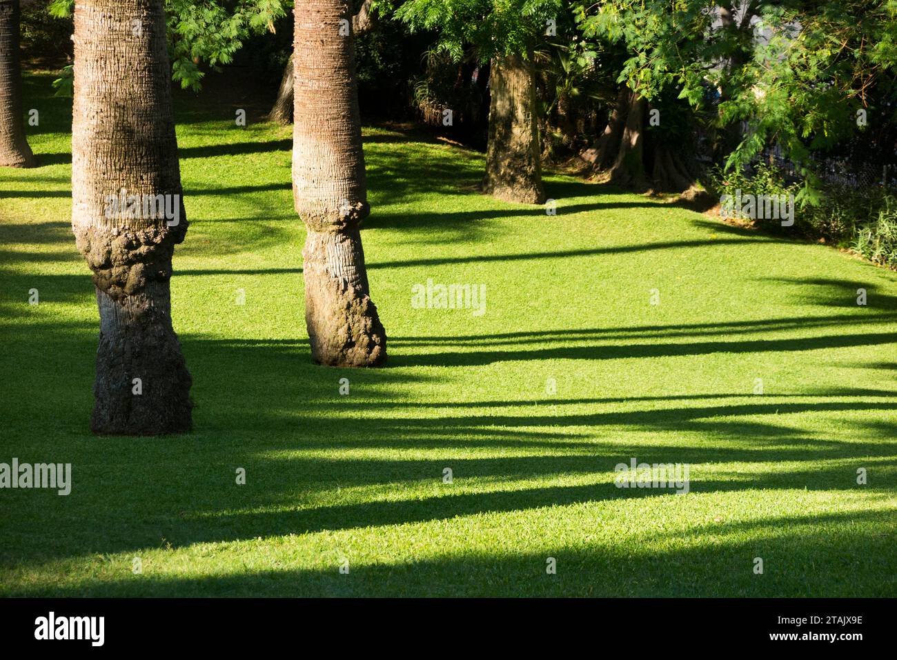 Perfect, well cared for and well watered green grass lawn, without ...