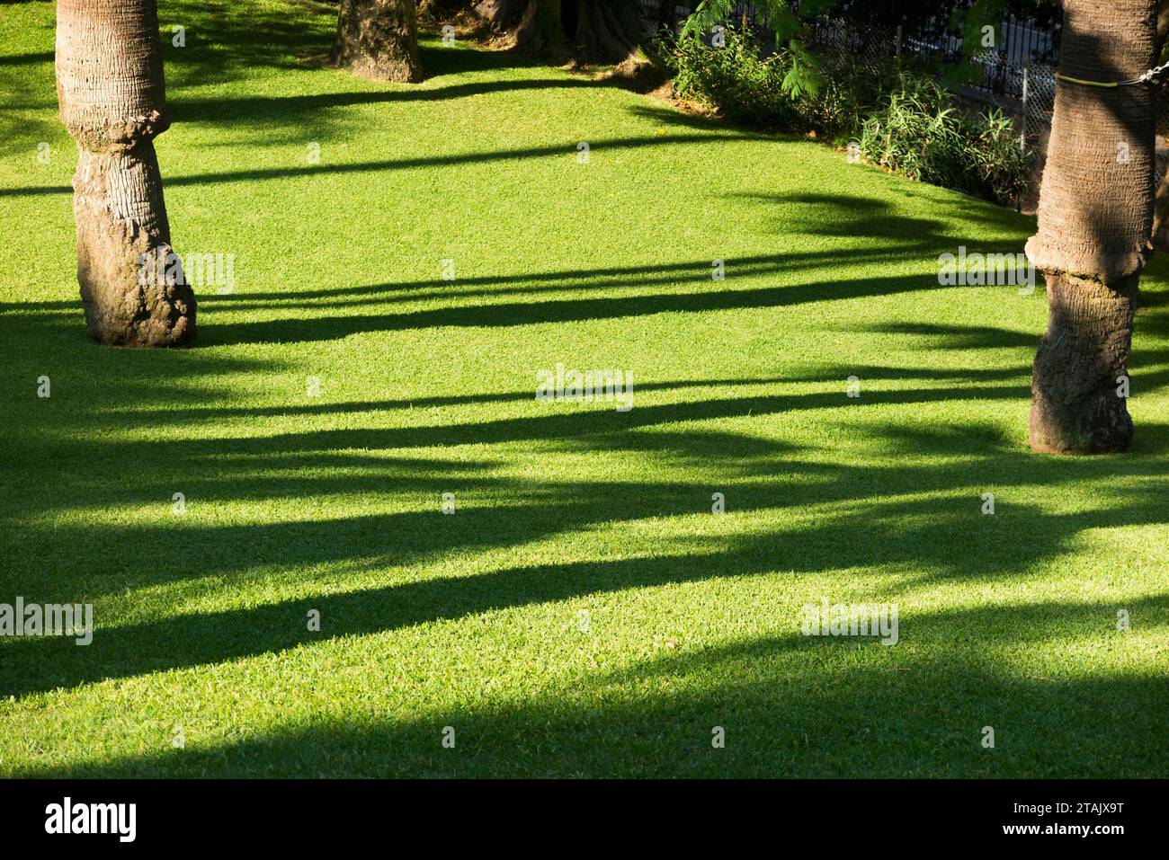 Perfect, well cared for and well watered green grass lawn, without ...