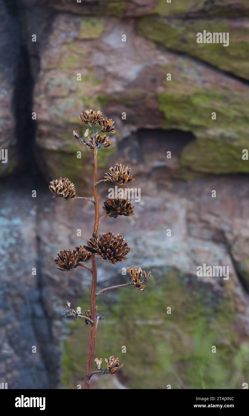 Natural still life of simple, dried century plant agave contrasted ...