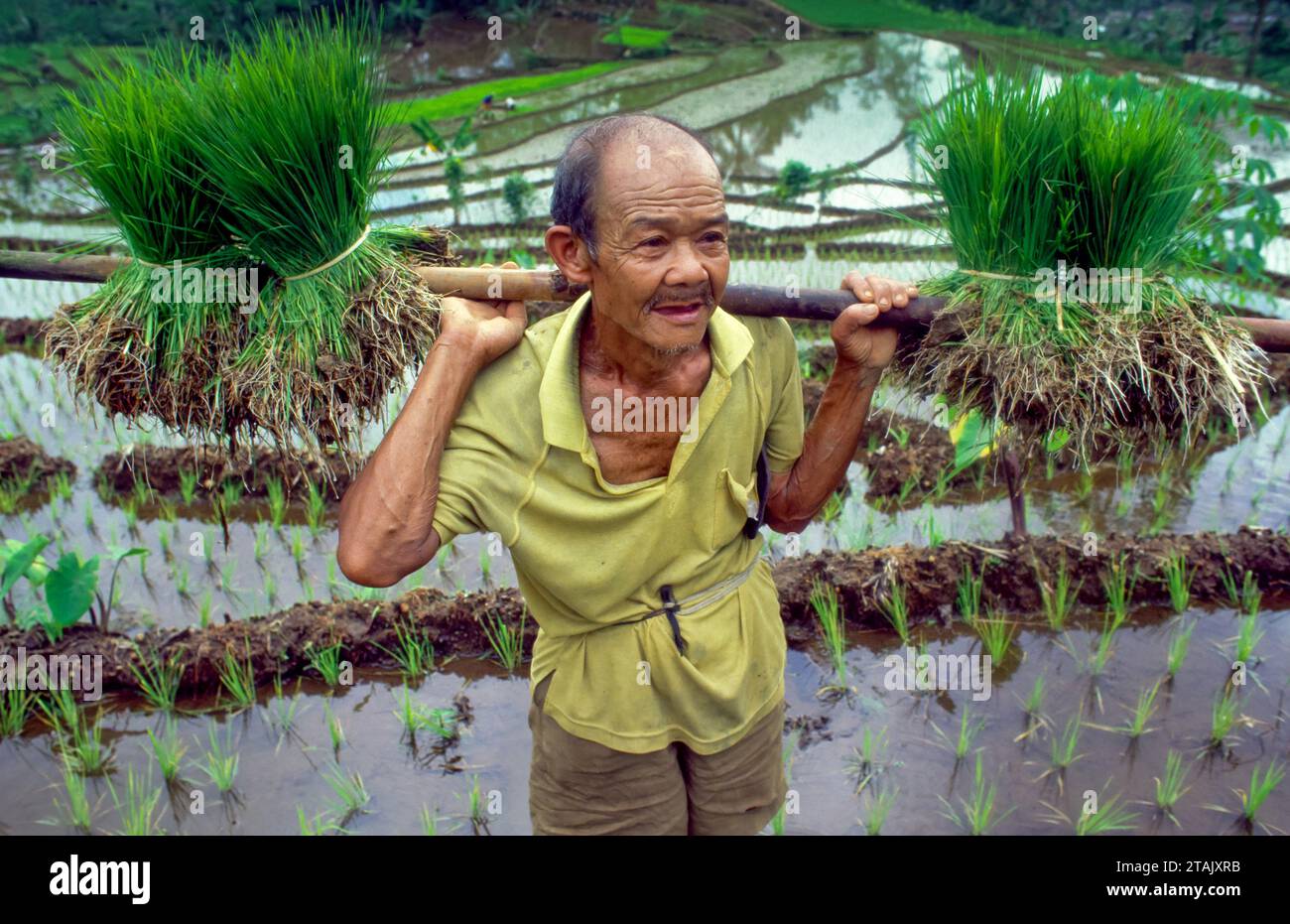 Indonesia, Baturaden. Farmer carrying rice plants Stock Photo - Alamy