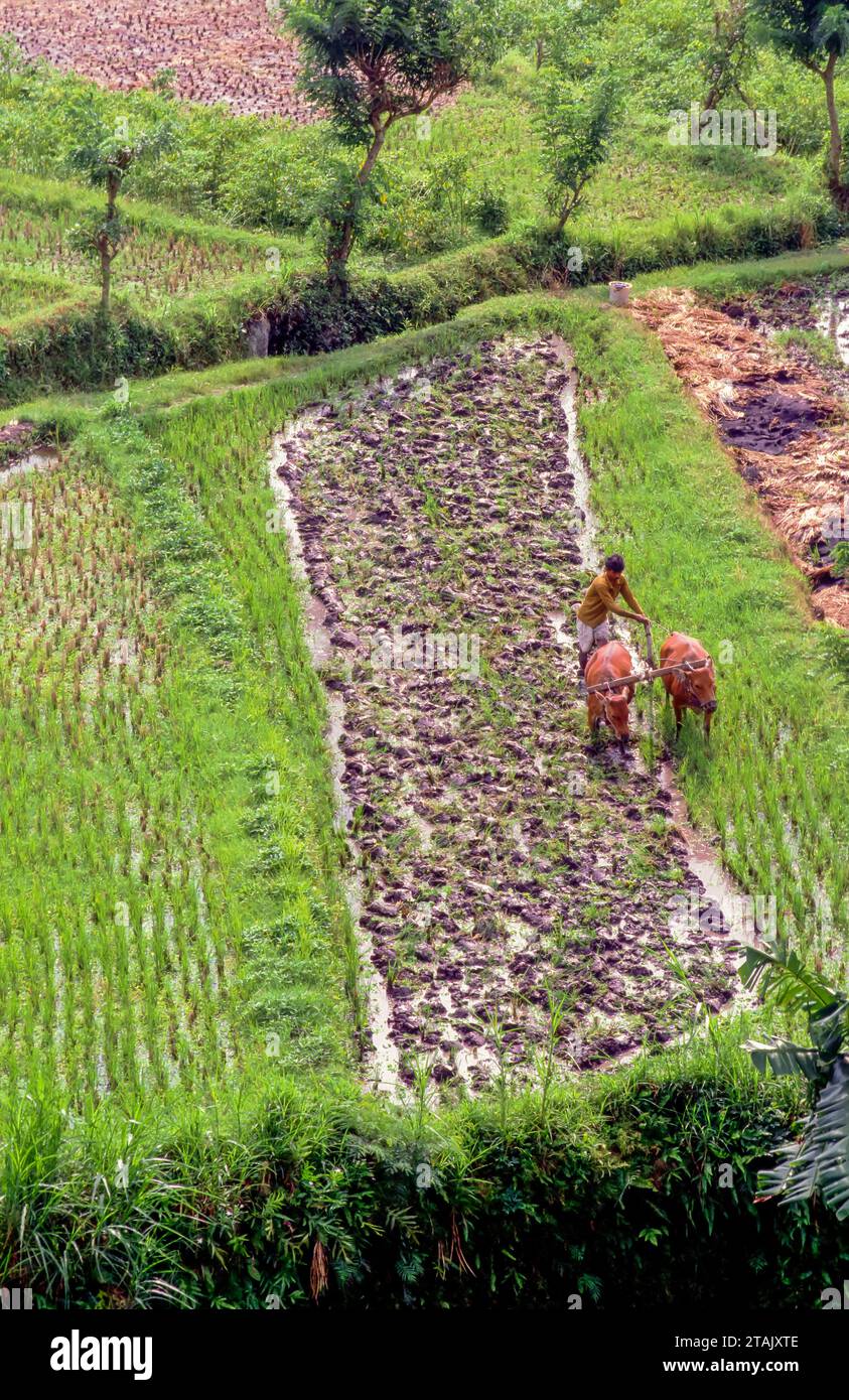 Farmer ploughing paddy field bullock hi-res stock photography and ...