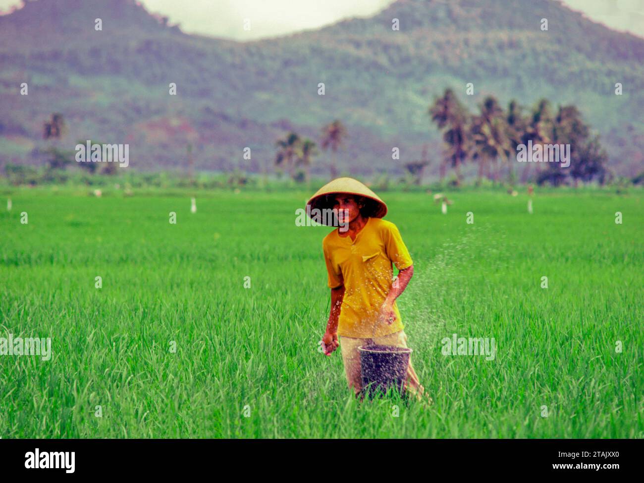Paddy field fertiliser hi-res stock photography and images - Alamy