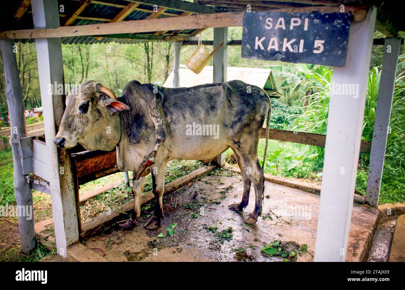 Indonesia, Baturaden. A buffalo with a fifth leg growing from his back ...