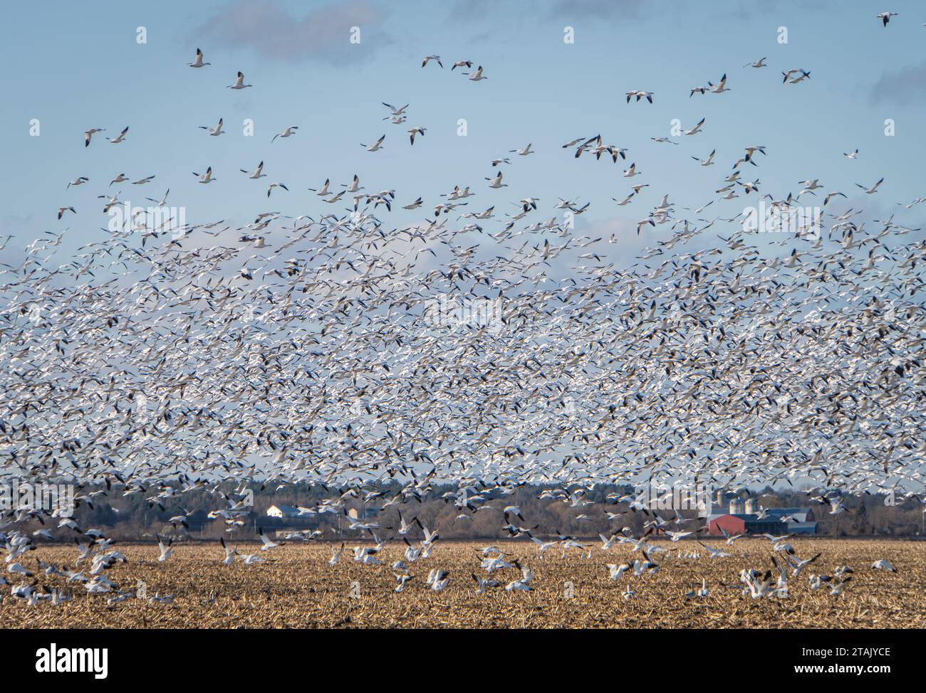 migrating snow geese leaving a farm field on their way south in ...
